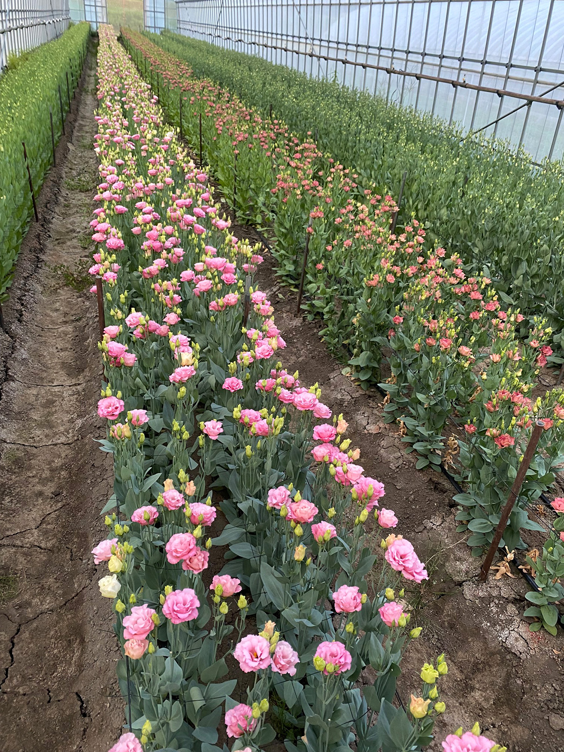 農業活動 - 伊那市 吉田浩之 公式サイト